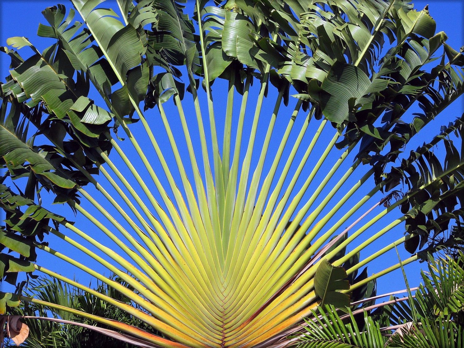 Traveler's Tree Ravenala madagascariensis 10 Seeds
