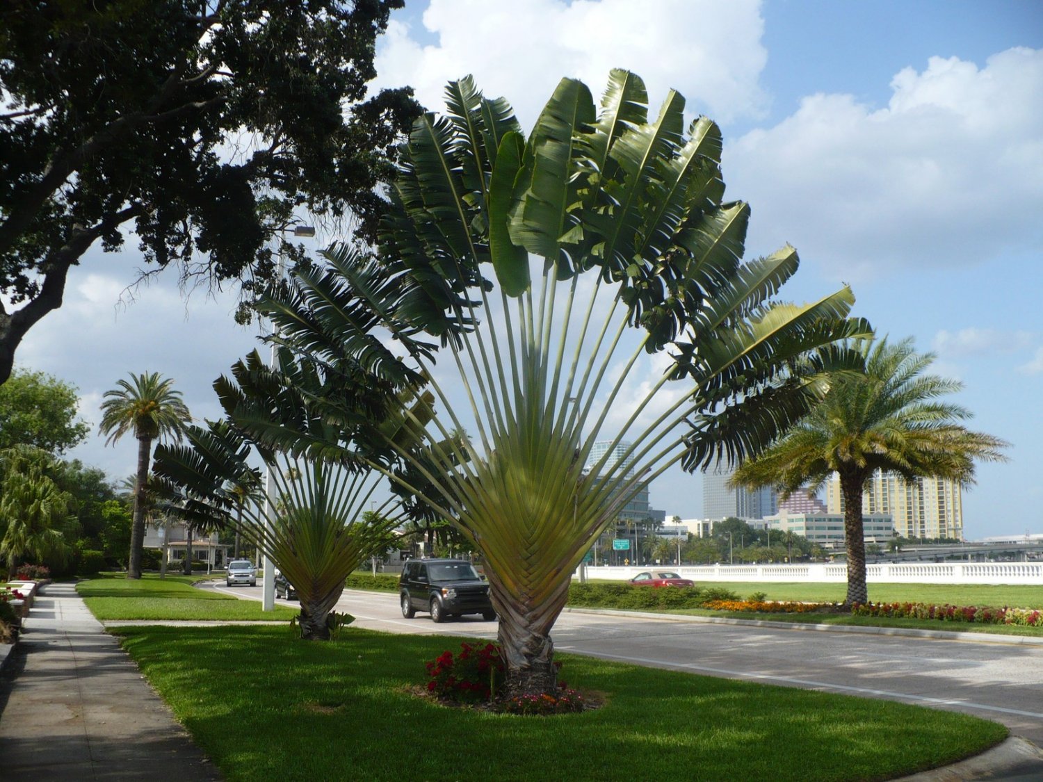 Traveler's Tree Ravenala madagascariensis 10 Seeds
