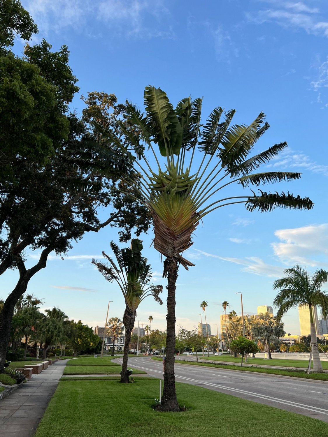 Traveler's Tree Ravenala madagascariensis 10 Seeds