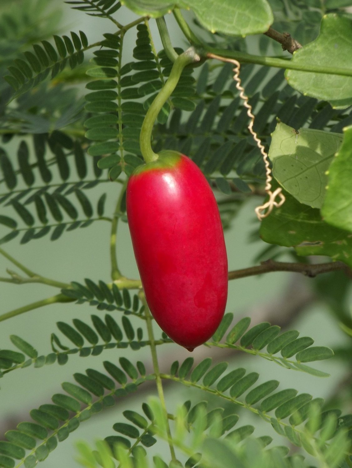 Ivy Gourd Scarlet Gourd Coccinia grandis 20 Seeds