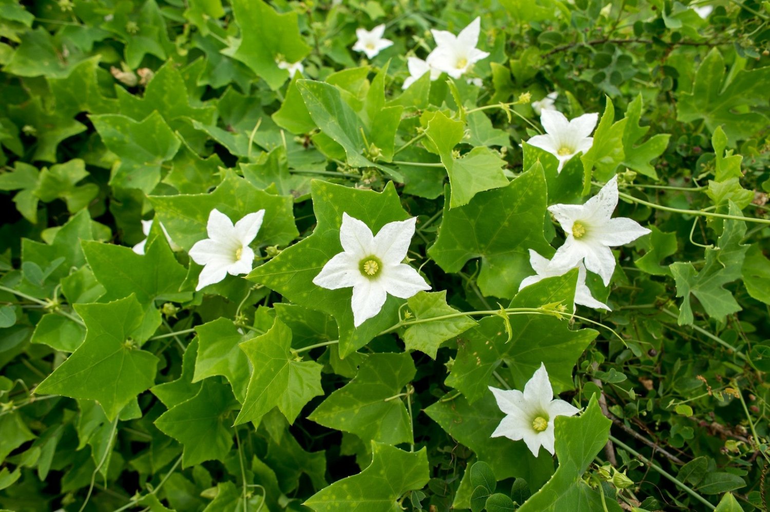 Ivy Gourd Scarlet Gourd Coccinia grandis 20 Seeds