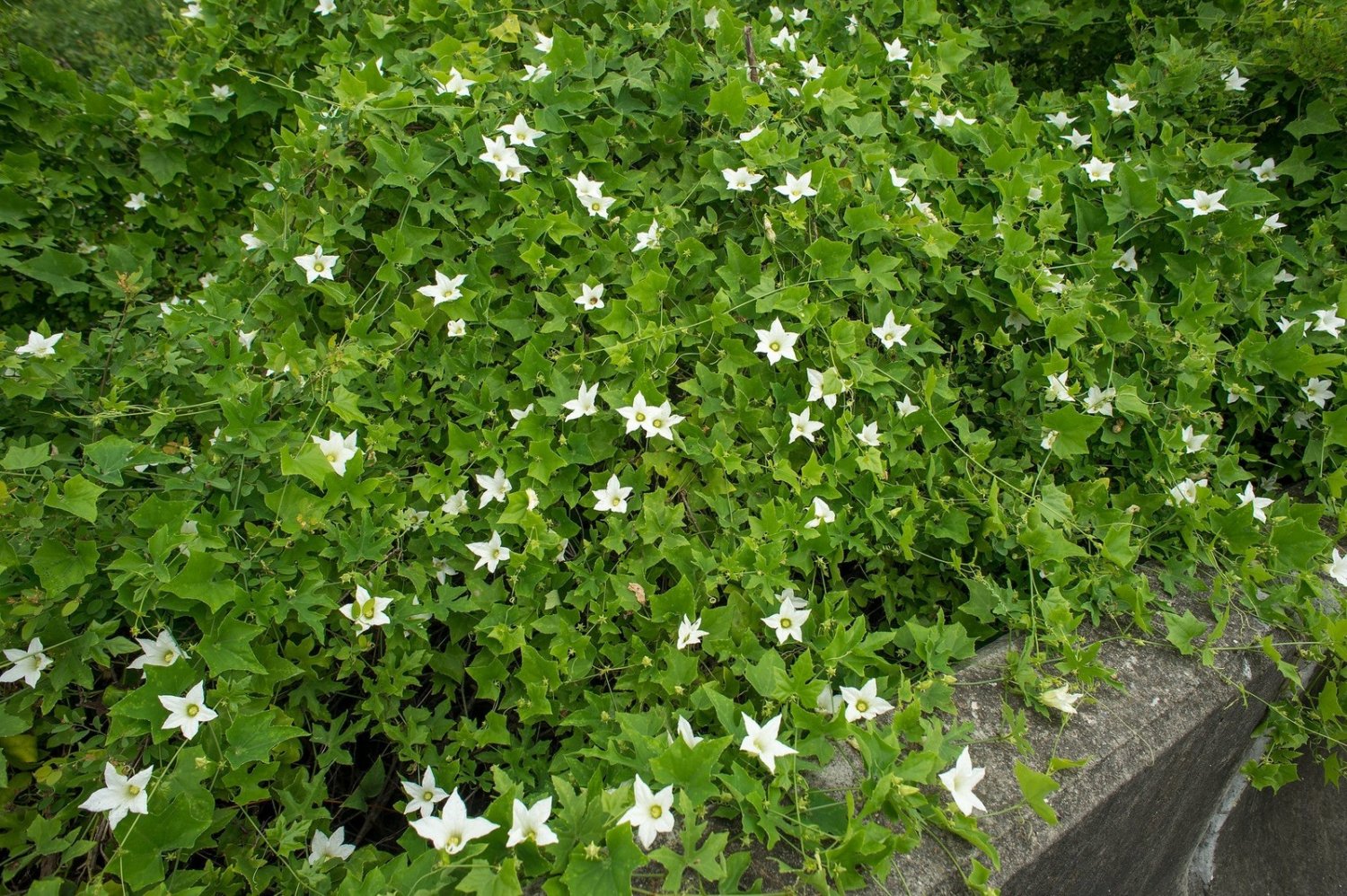 Ivy Gourd Scarlet Gourd Coccinia grandis 20 Seeds