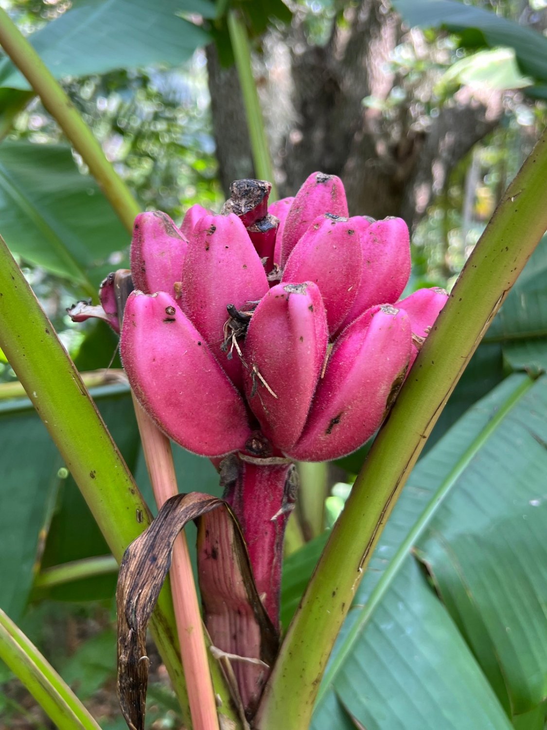 Pink Banana Musa velutina 20 Seeds
