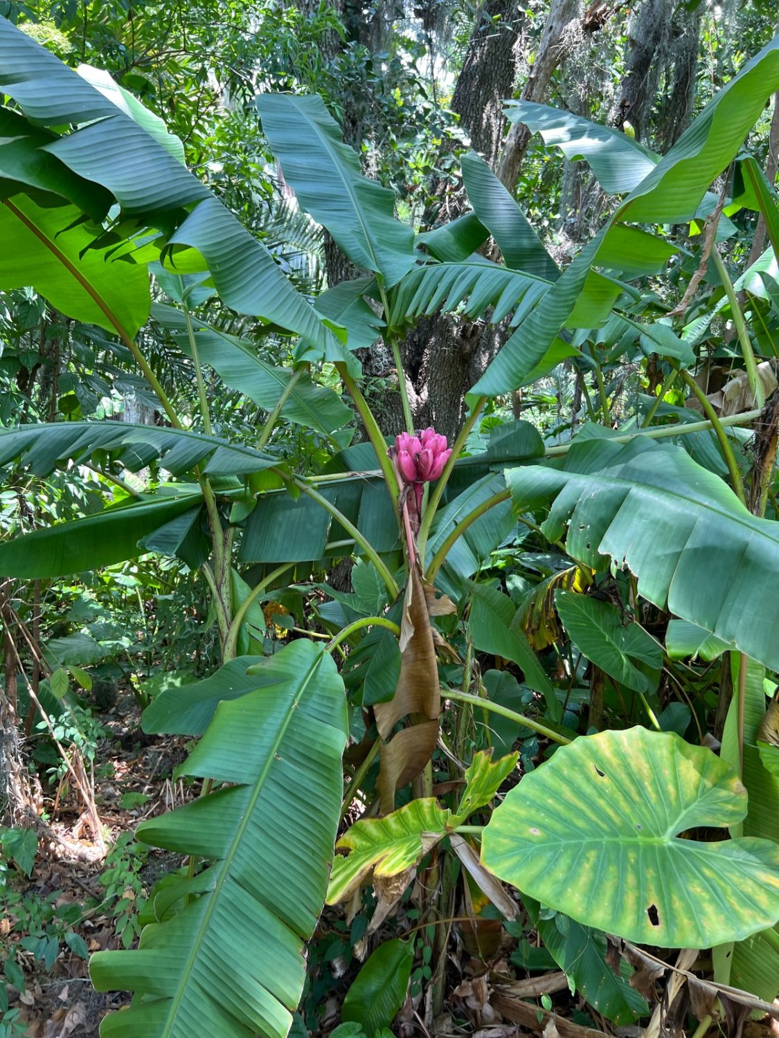 Pink Banana Musa velutina 20 Seeds