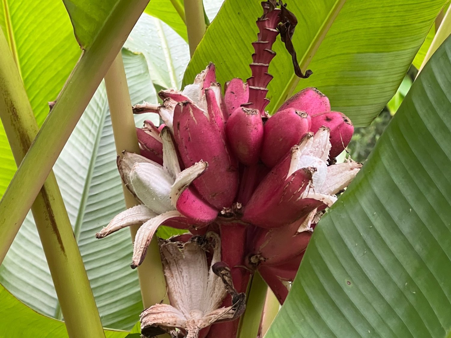 Pink Banana Musa velutina 20 Seeds