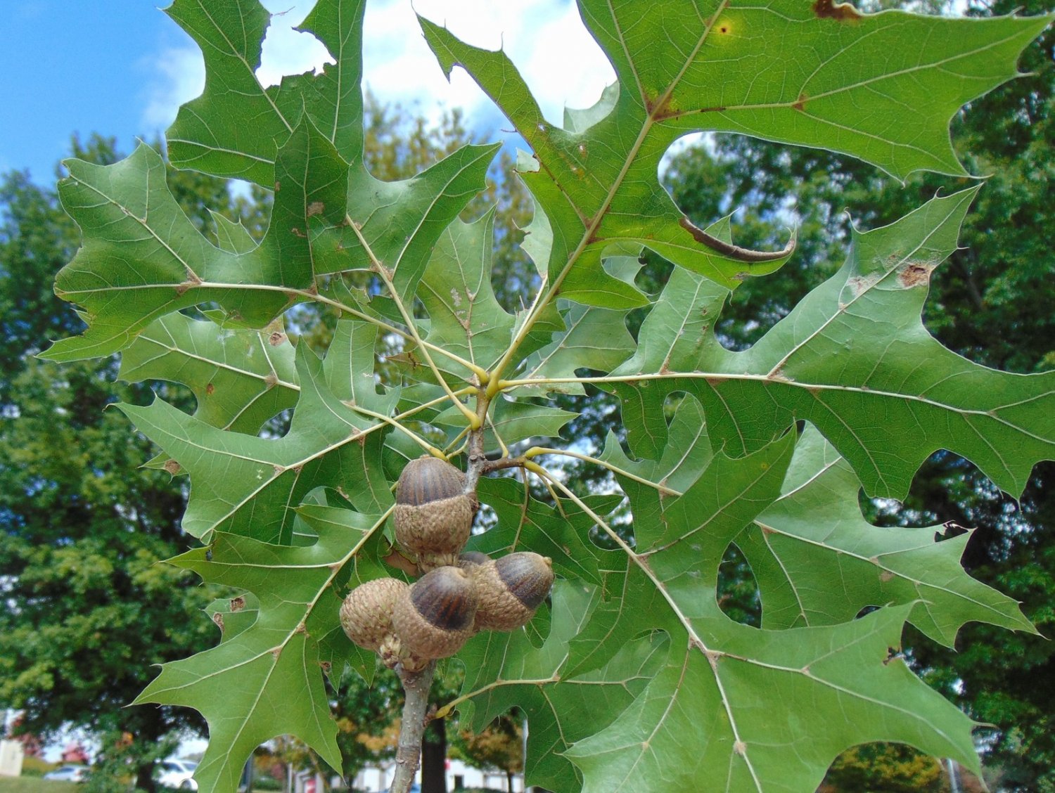 Nuttall's Oak Quercus nuttallii 10 Seeds