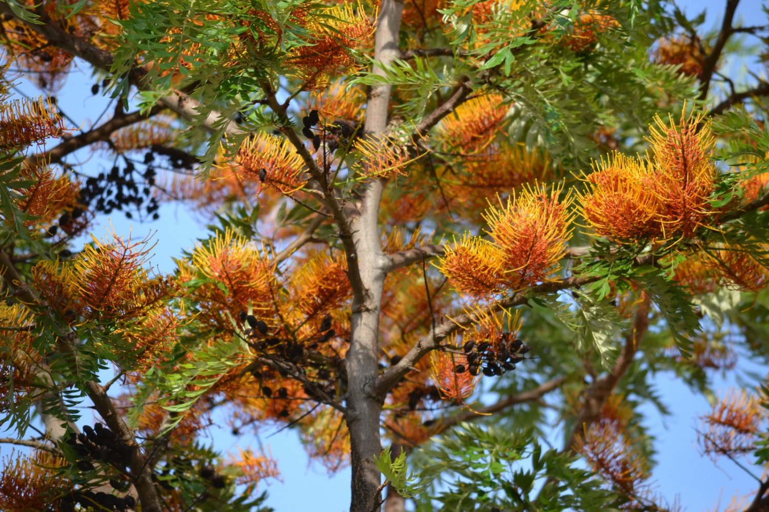 Silk Oak 100 Seeds Grevillea robusta