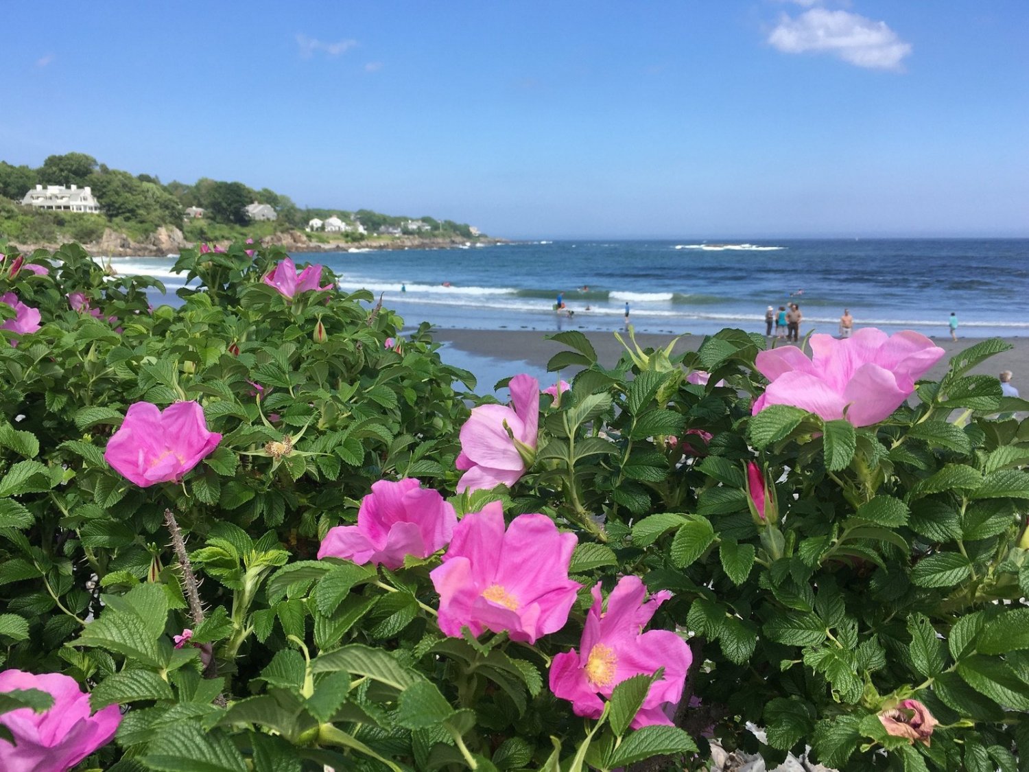Rugosa Rose Beach Rose Rosa rugosa 100 Seeds