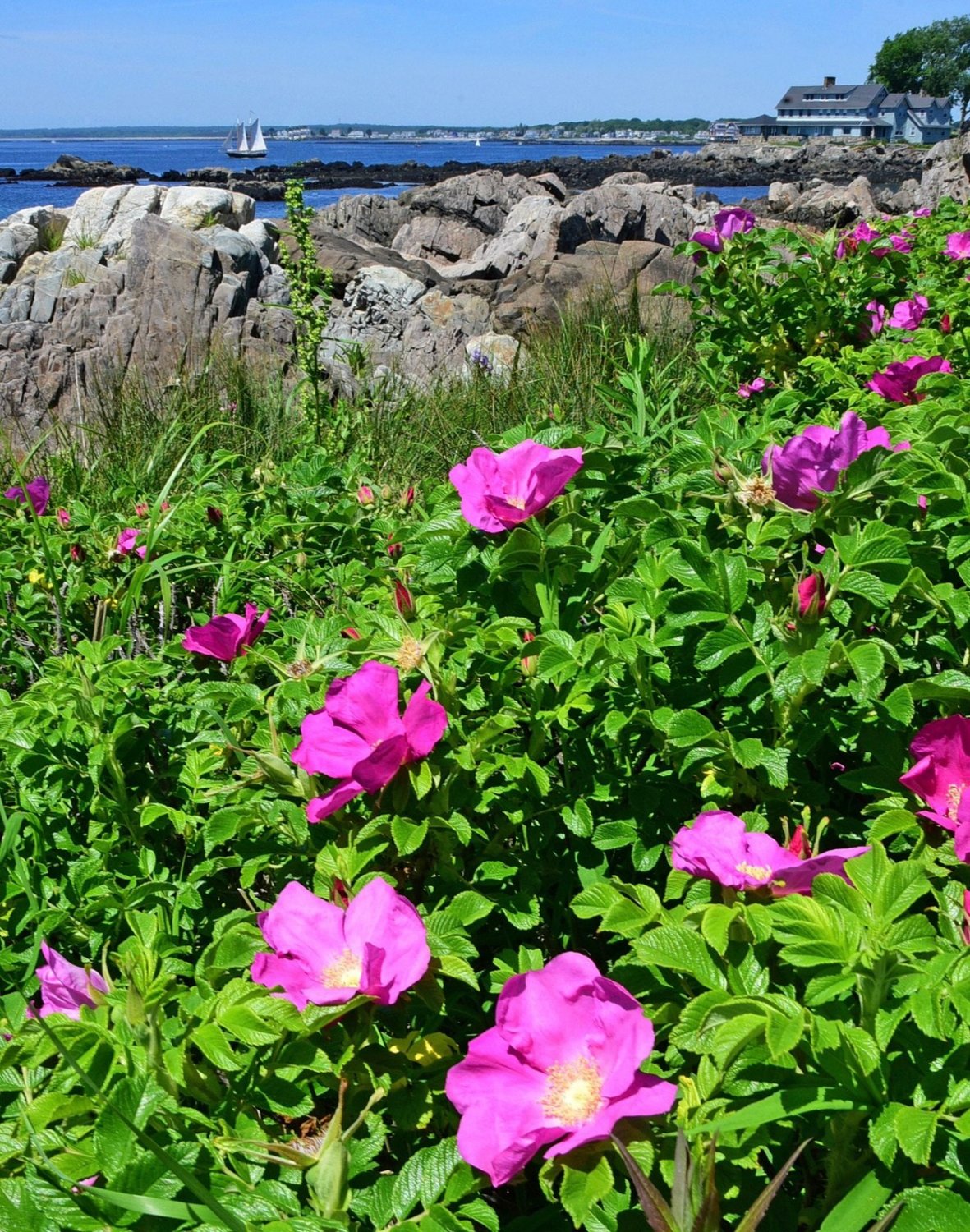 Rugosa Rose Beach Rose Rosa rugosa 100 Seeds