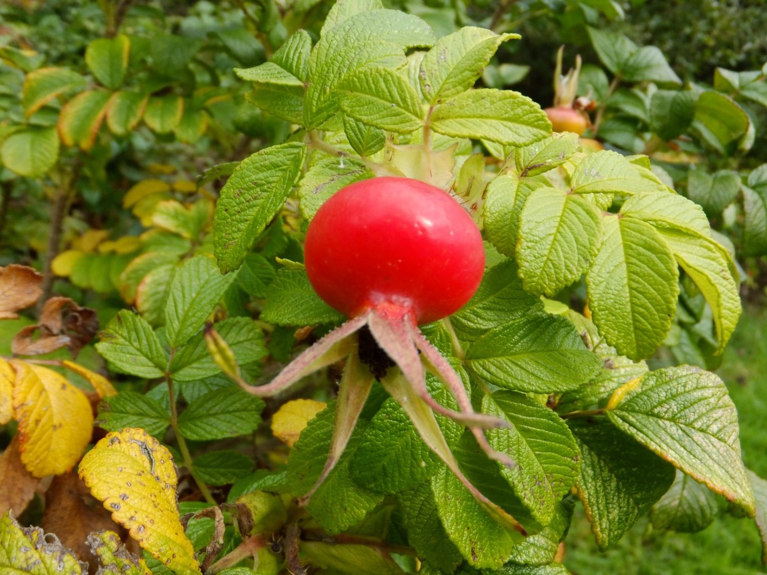 Rugosa Rose Beach Rose Rosa rugosa 100 Seeds