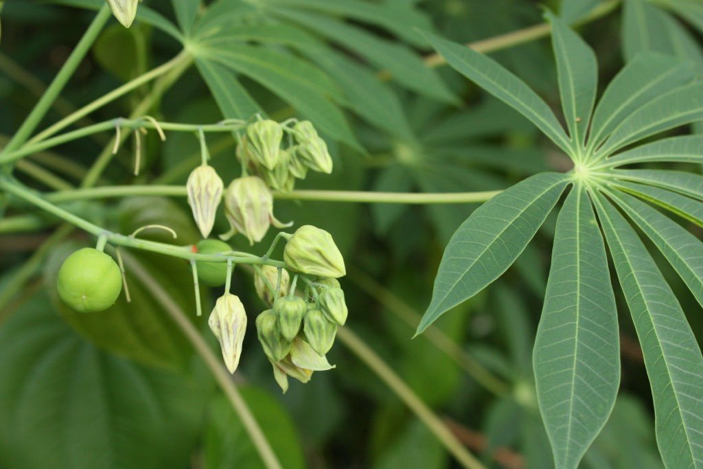 Tapioca Cassava Manihot escultenta 10 Seeds
