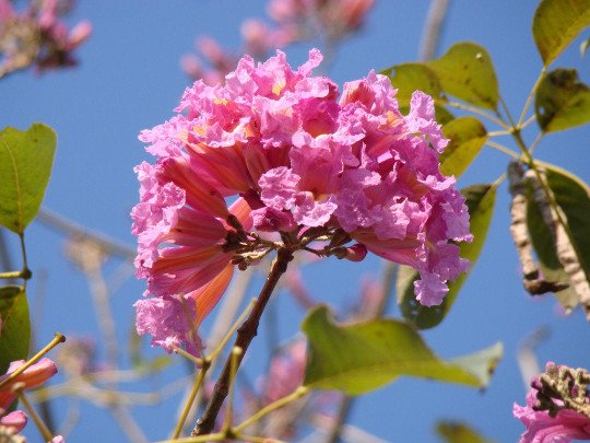 Purple Trumpet Tree Tabebuia impetiginosa 10 Seeds