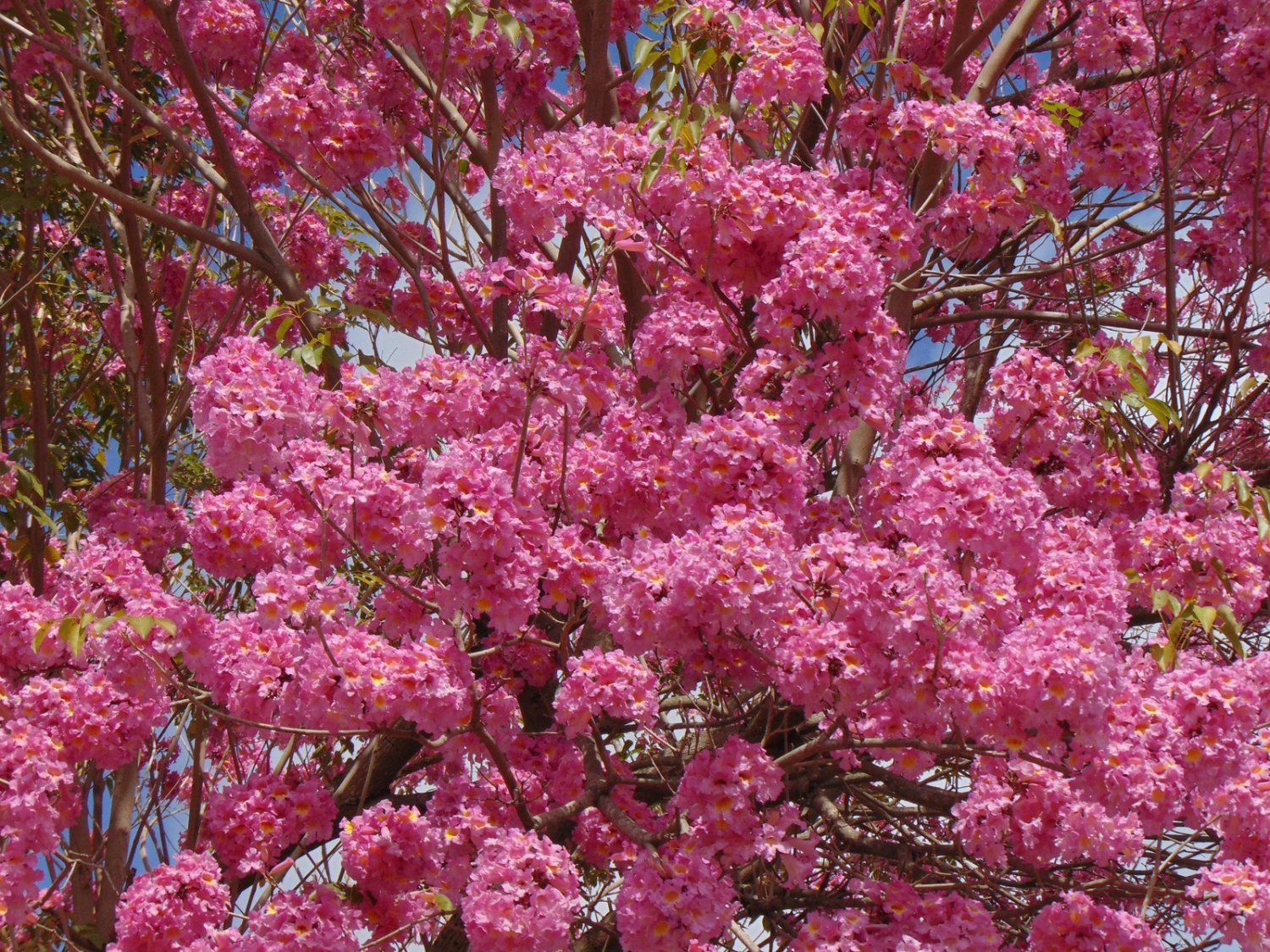 Purple Trumpet Tree Tabebuia impetiginosa 10 Seeds