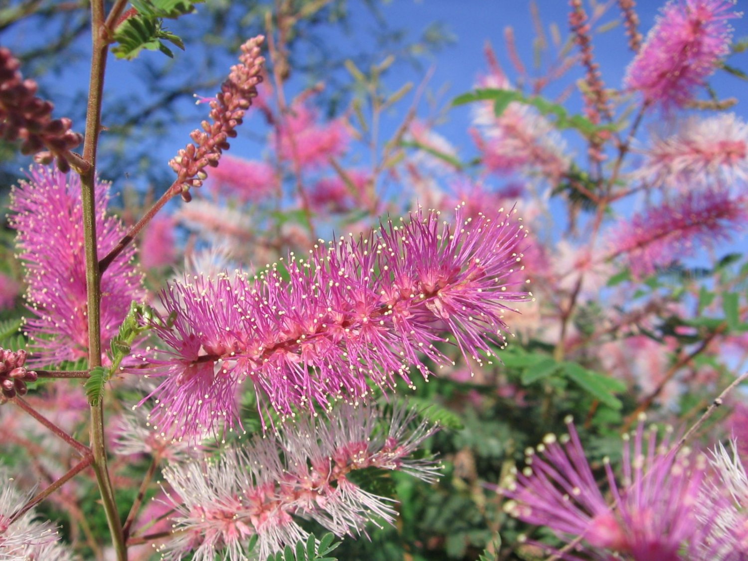 Velvetpod Mimosa Mimosa dysocarpa 25 Seeds