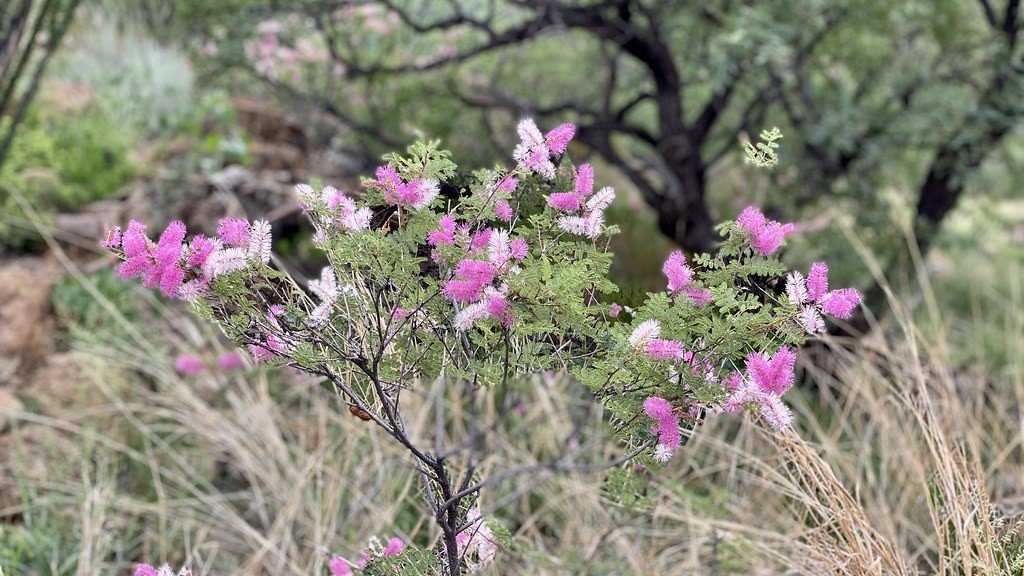 Velvetpod Mimosa Mimosa dysocarpa 25 Seeds