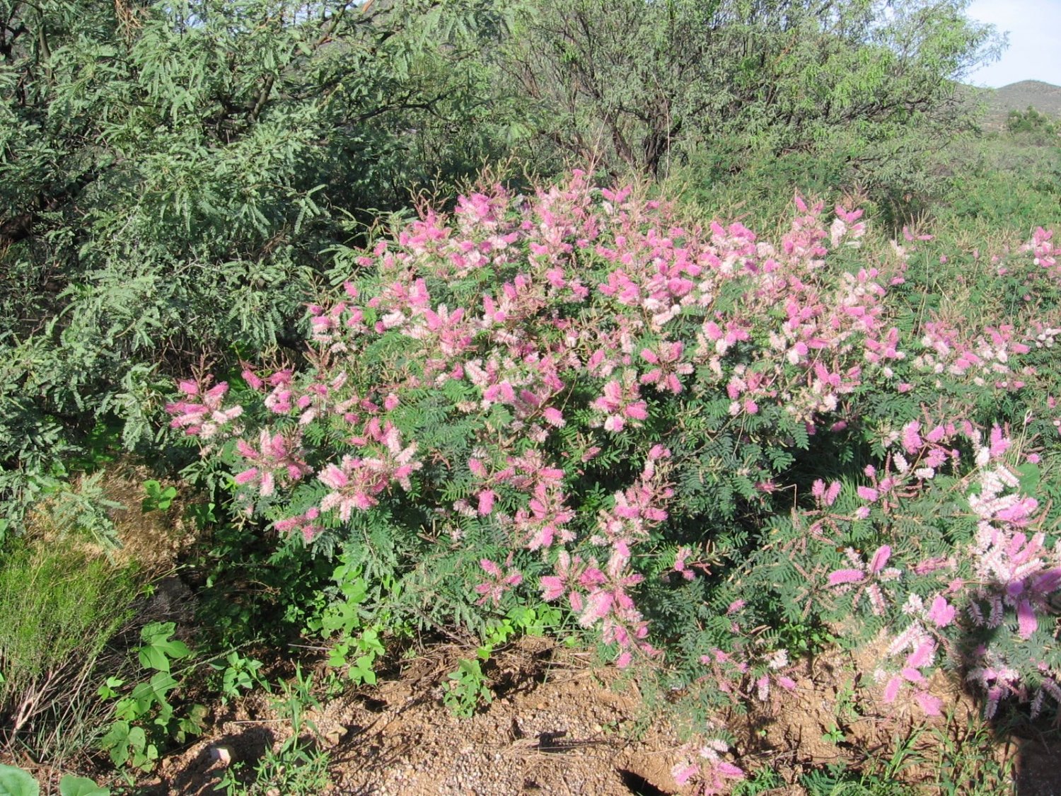 Velvetpod Mimosa Mimosa dysocarpa 25 Seeds