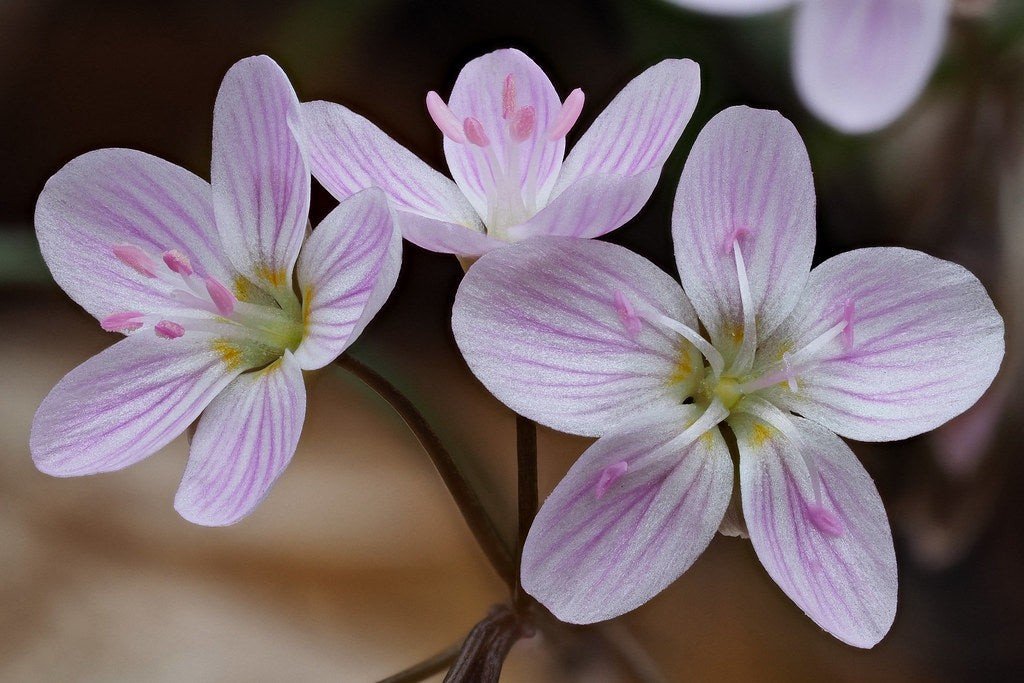 Spring Beauty 50 Seeds Claytonia virginica