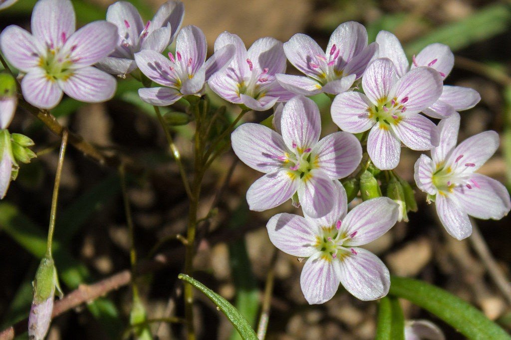 Spring Beauty 50 Seeds Claytonia virginica