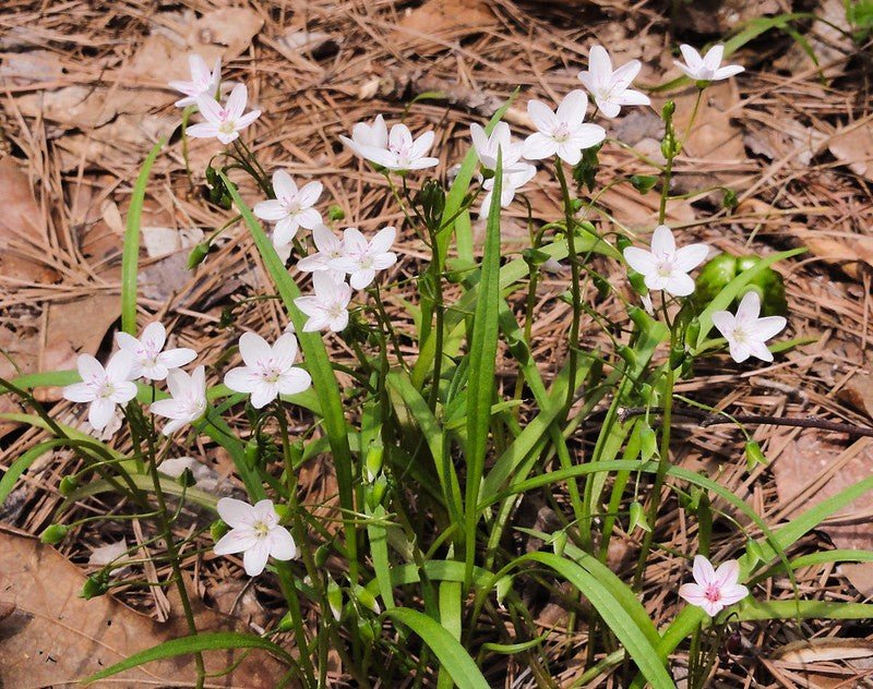 Spring Beauty 50 Seeds Claytonia virginica