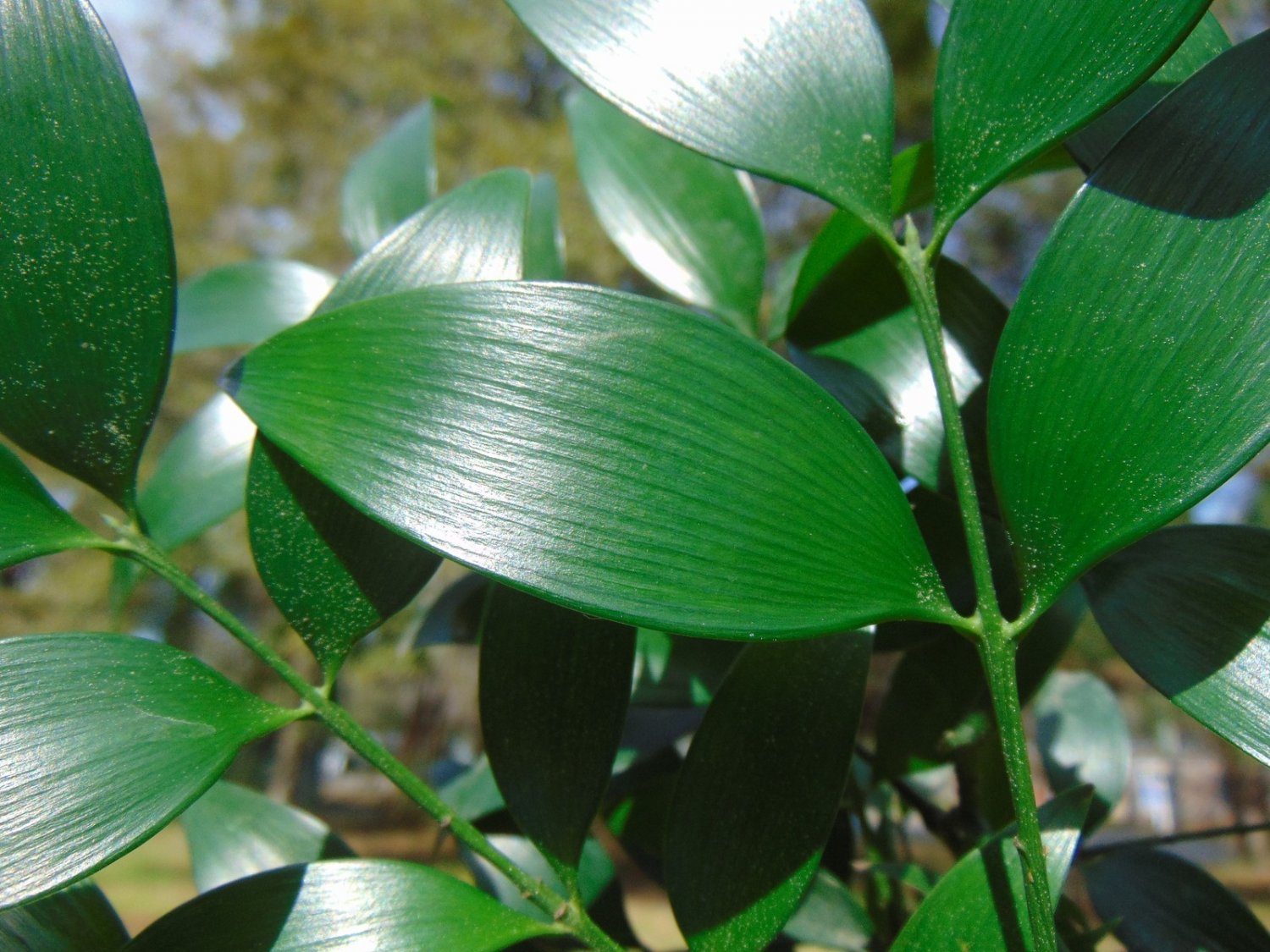 Nagi Podocarpus Broadleaf Podocarpus Podocarpus nagi 5 Seeds