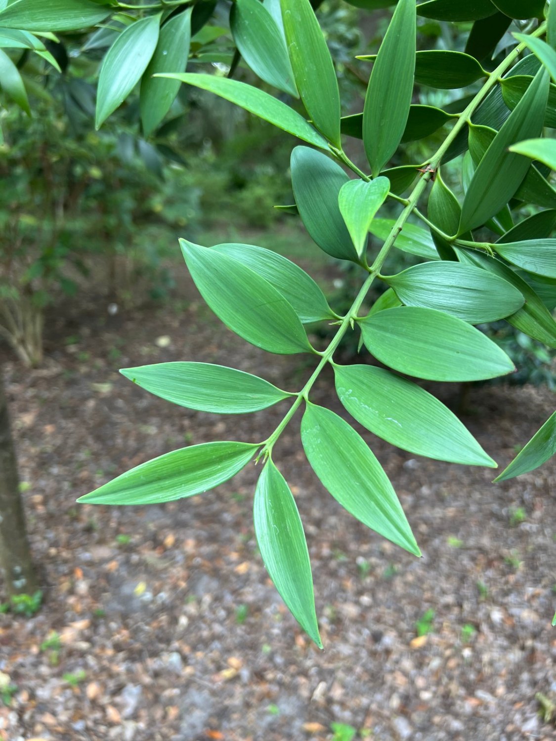 Nagi Podocarpus Broadleaf Podocarpus Podocarpus nagi 5 Seeds