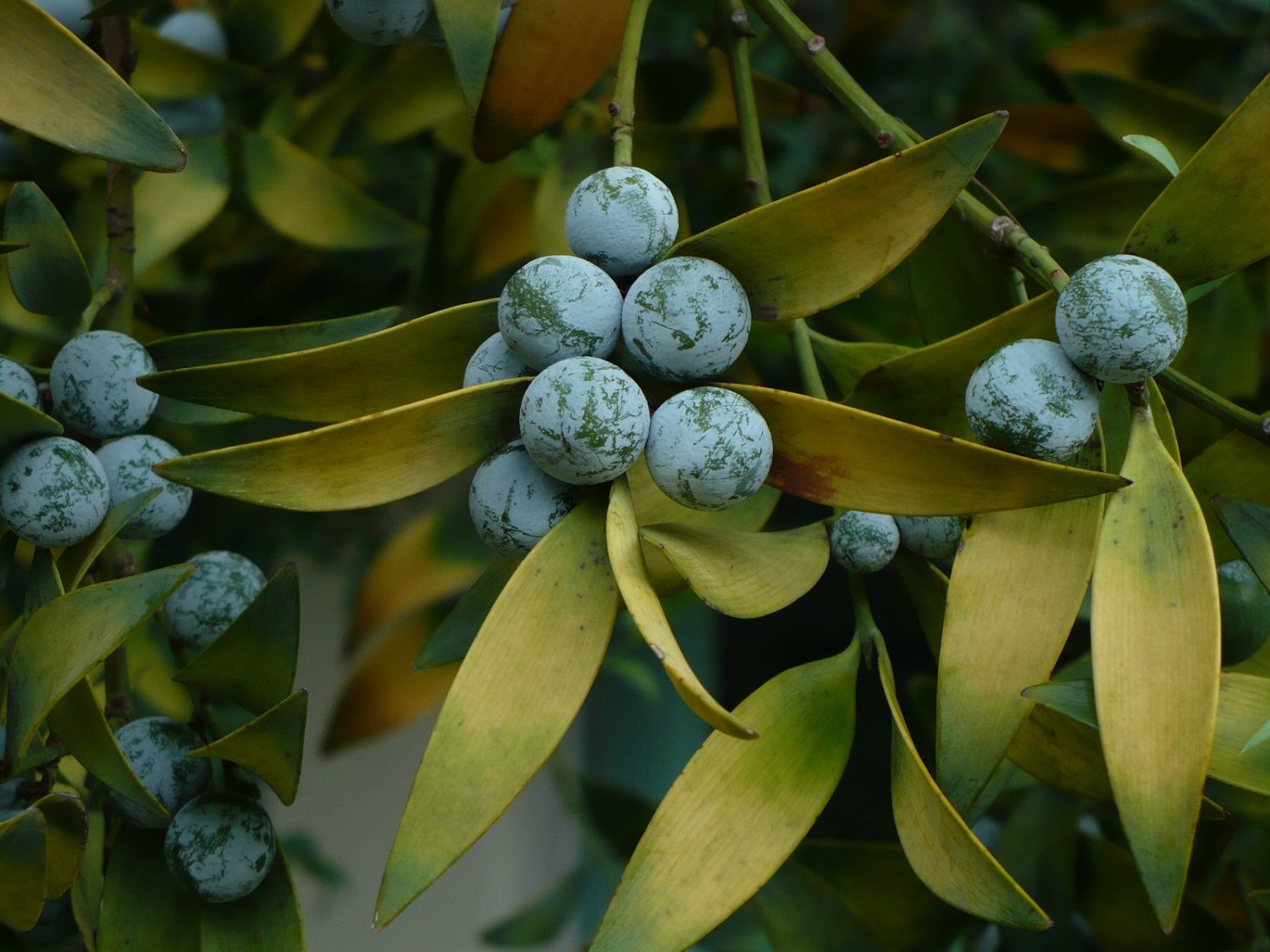 Nagi Podocarpus Broadleaf Podocarpus Podocarpus nagi 5 Seeds