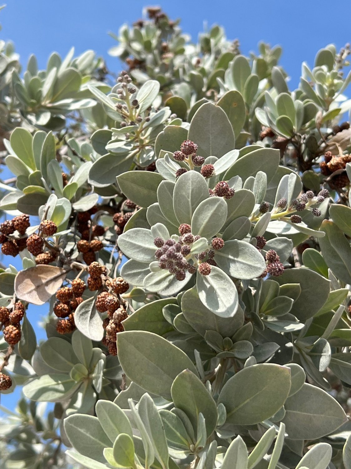 Silver Buttonwood Conocarpus erectus 100 Seeds
