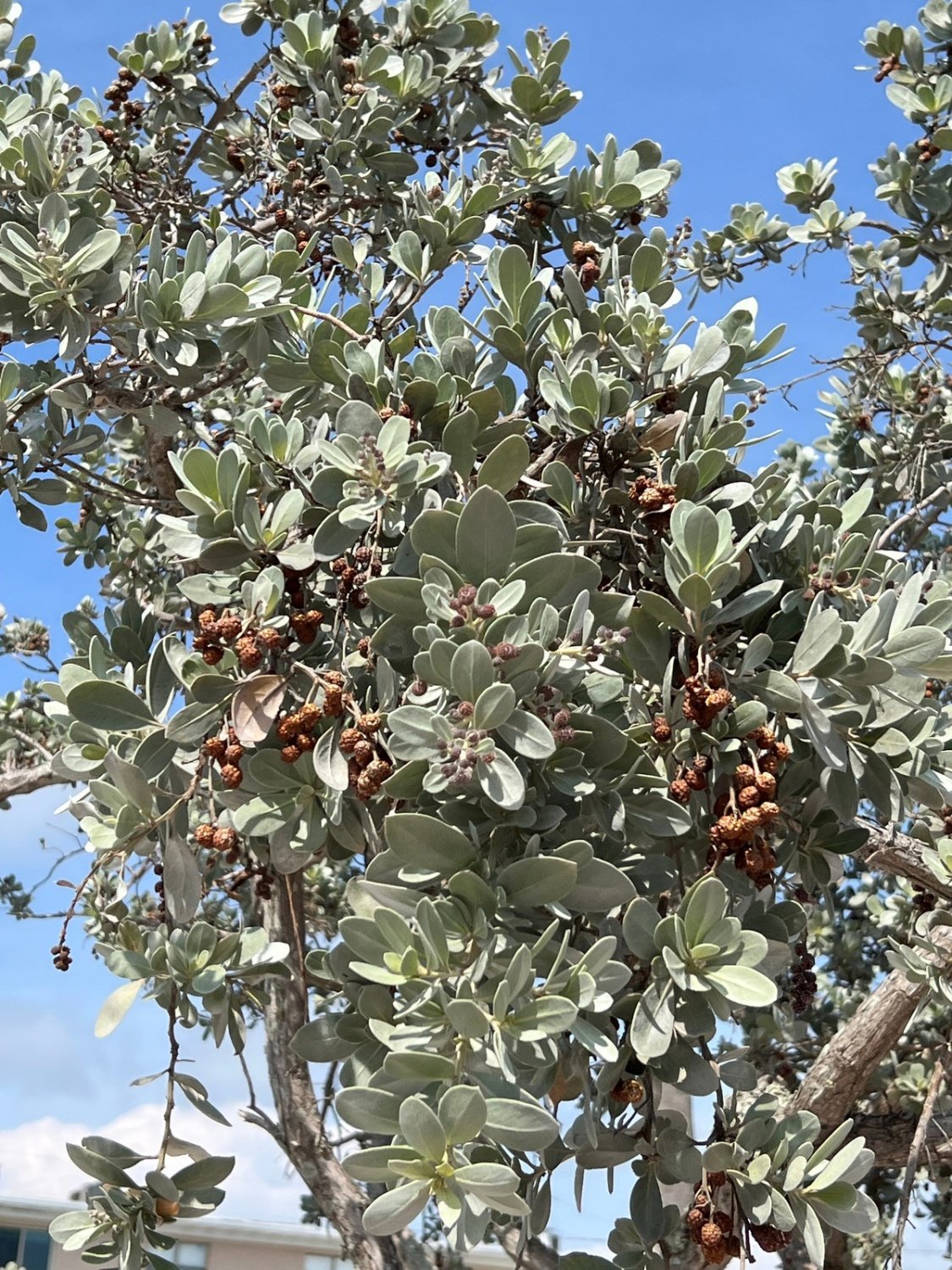 Silver Buttonwood Conocarpus erectus 100 Seeds