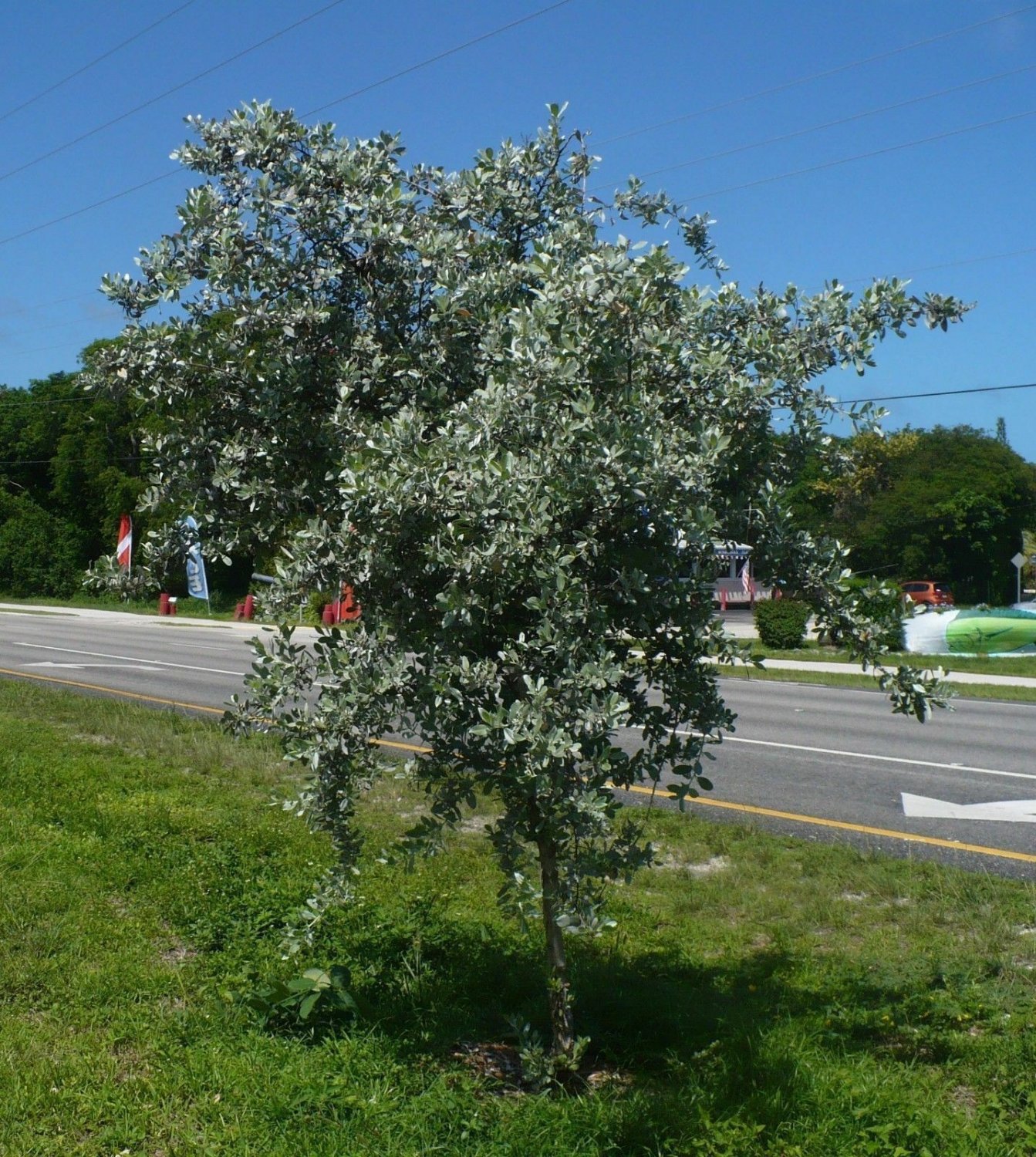 Silver Buttonwood Conocarpus erectus 100 Seeds