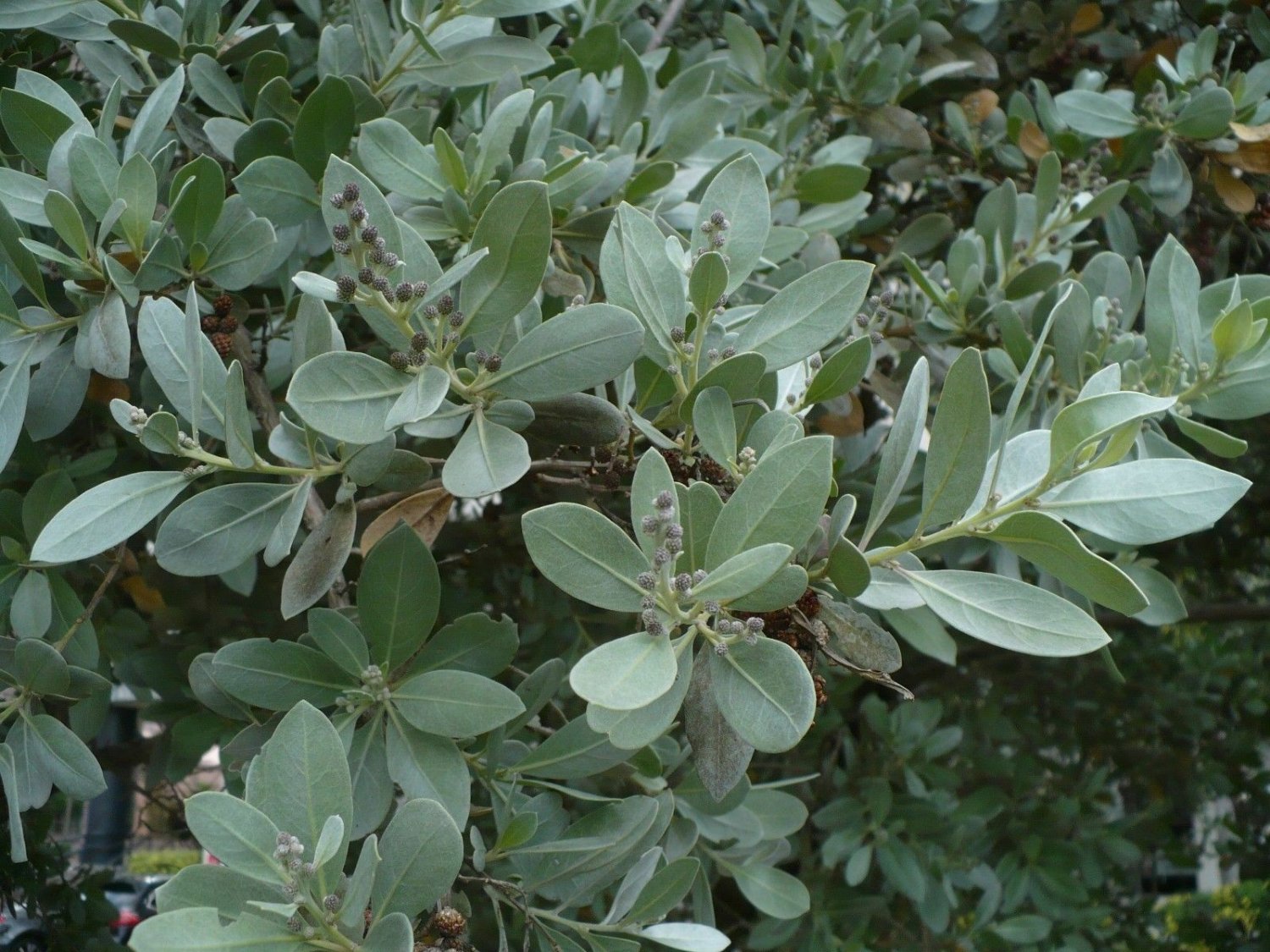 Silver Buttonwood Conocarpus erectus 100 Seeds