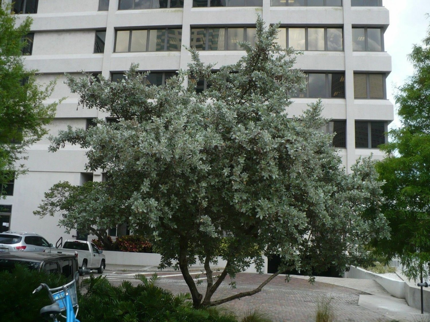 Silver Buttonwood Conocarpus erectus 100 Seeds