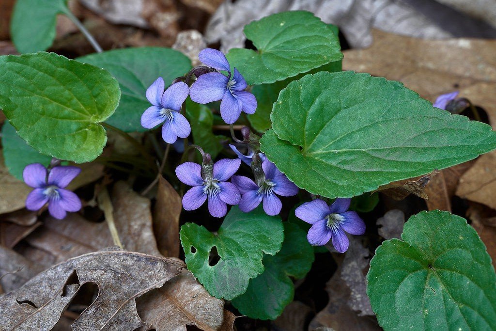 Common Blue Violet 30 Seeds Viola sororia