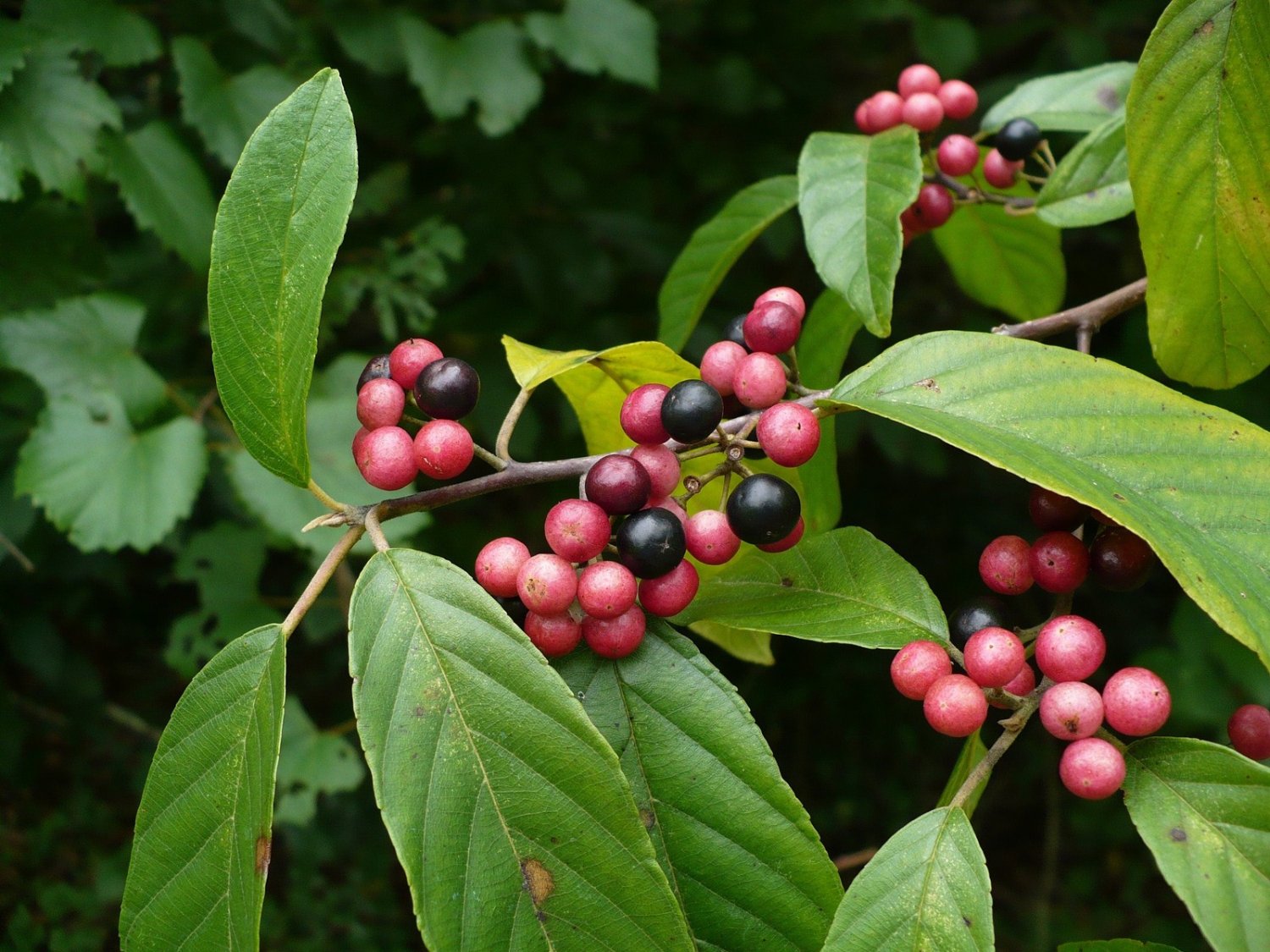 Carolina Buckthorn Rhamnus caroliniana 20 Seeds