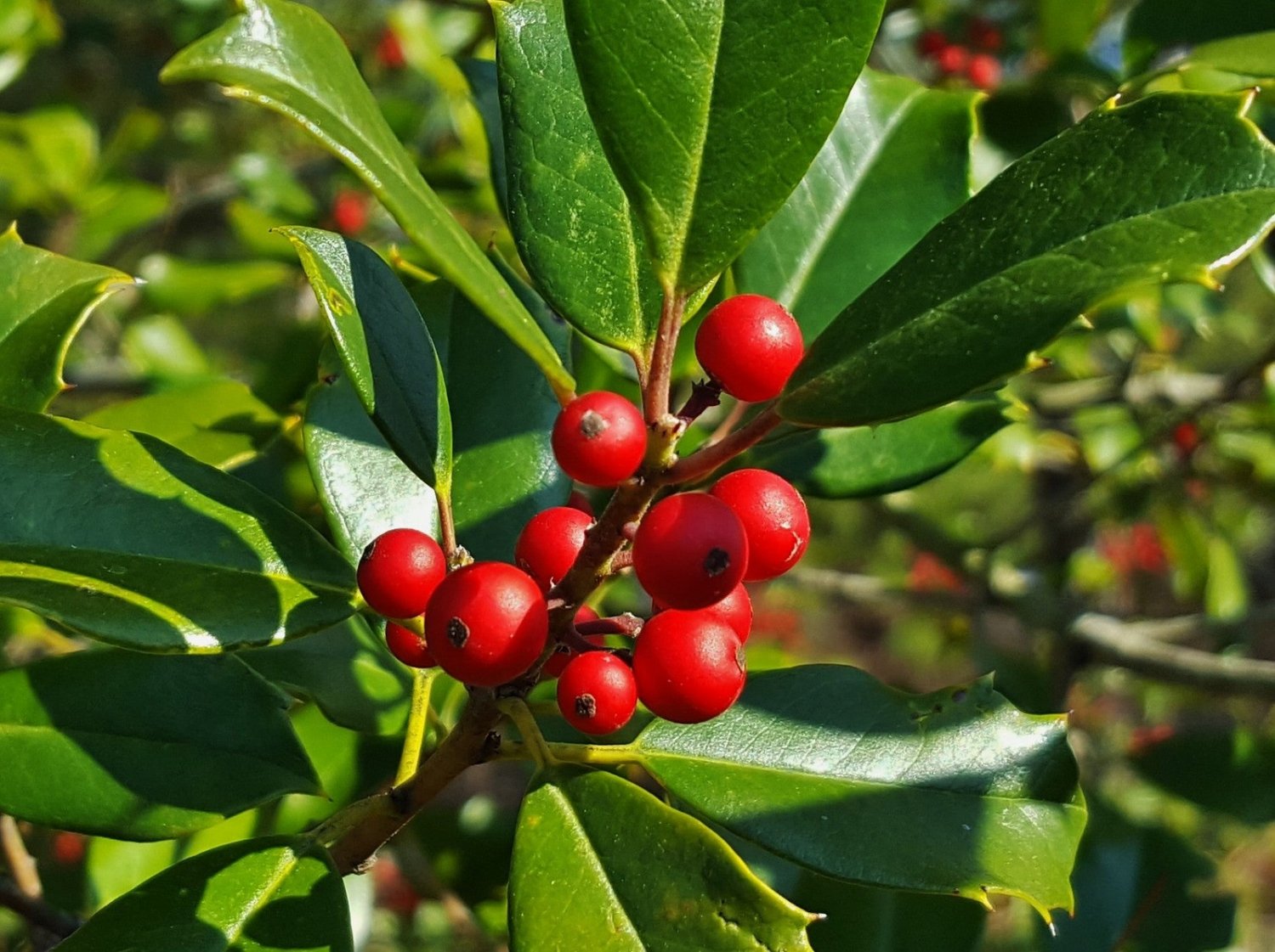 American Holly Ilex opaca 100 Seeds