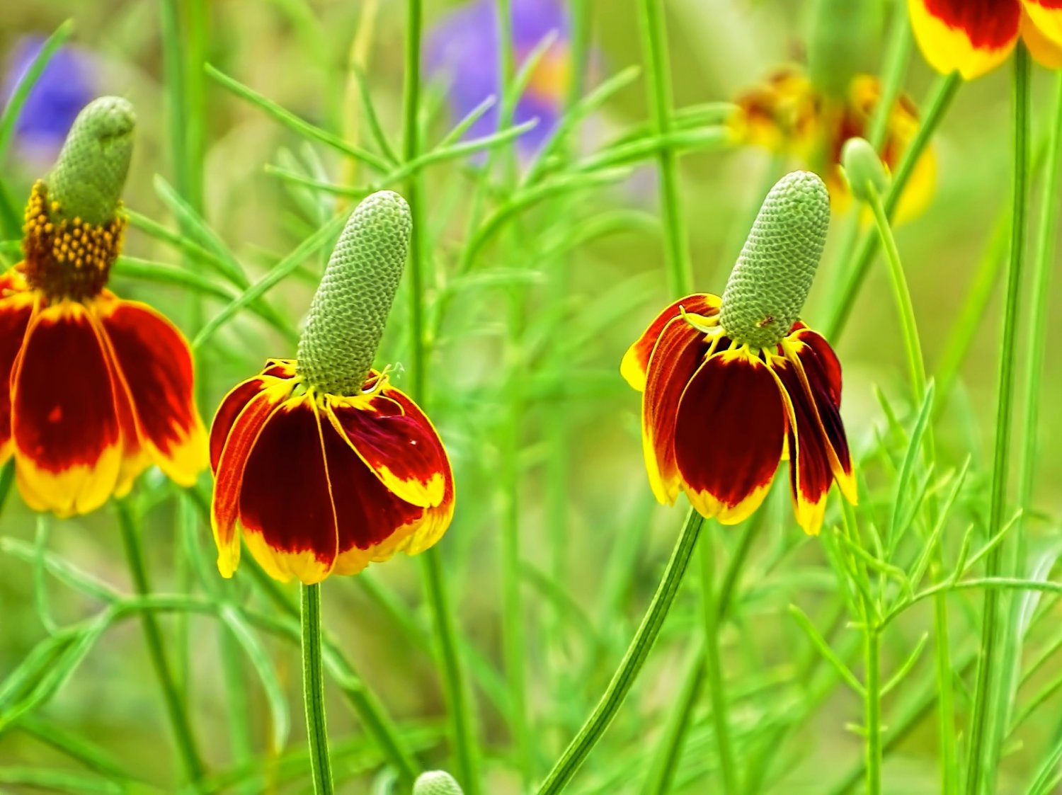 Mexican Hat Ratibida columnifera 100 Seeds