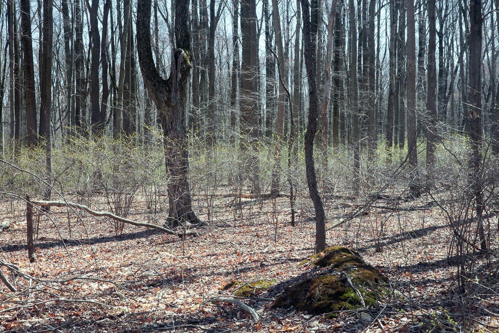 Spicebush Lindera benzoin 10 Seeds