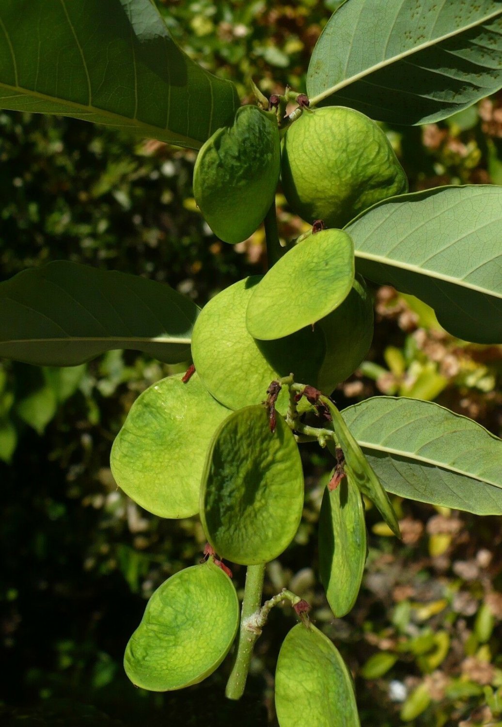 Coin Vine Dalbergia ecastaphyllum 10 Seeds