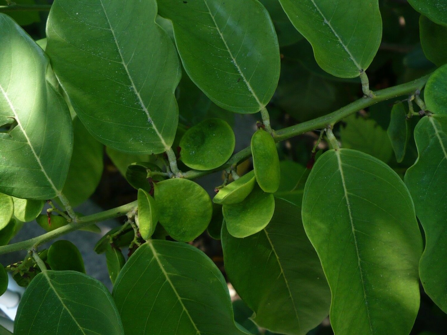 Coin Vine Dalbergia ecastaphyllum 10 Seeds