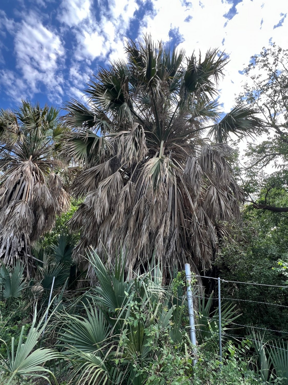 Mexican Palmetto 10 Seeds Sabal mexicana