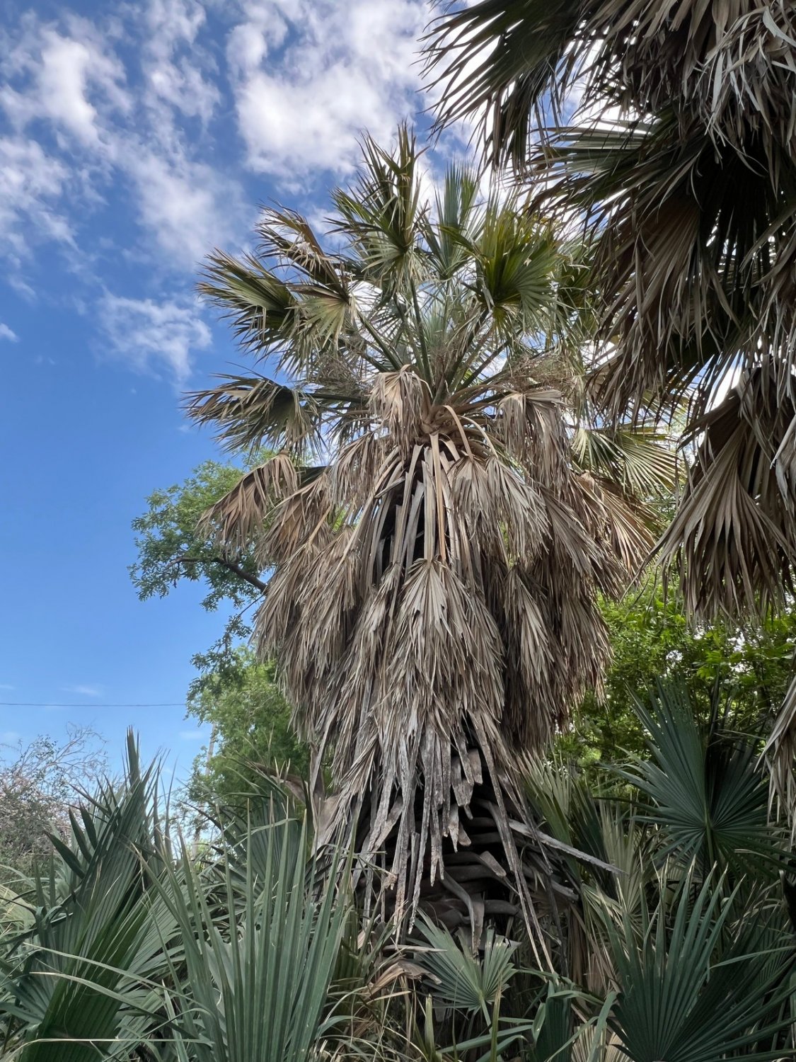 Mexican Palmetto 10 Seeds Sabal mexicana