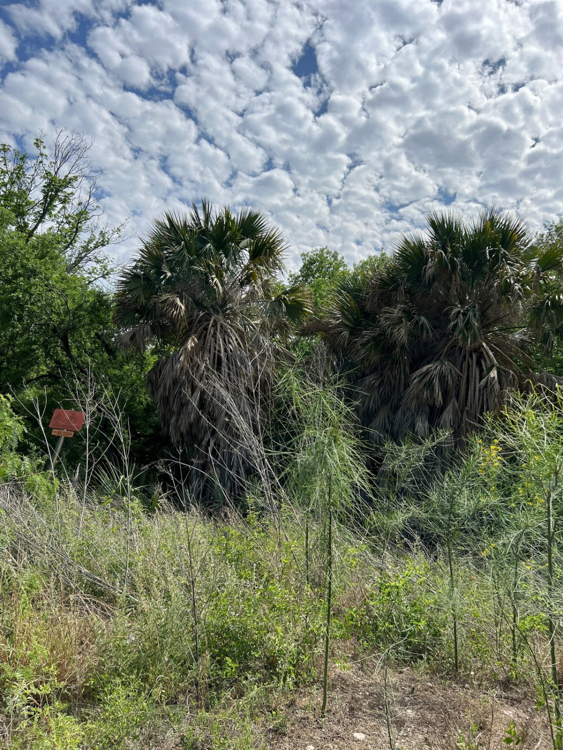 Mexican Palmetto 10 Seeds Sabal mexicana