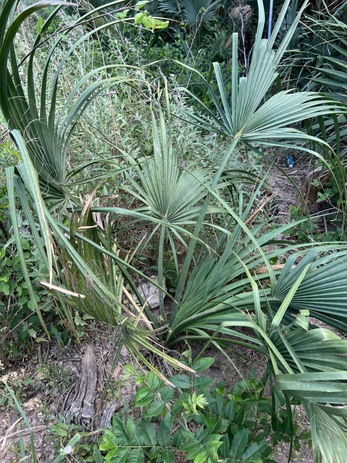 Mexican Palmetto 10 Seeds Sabal mexicana