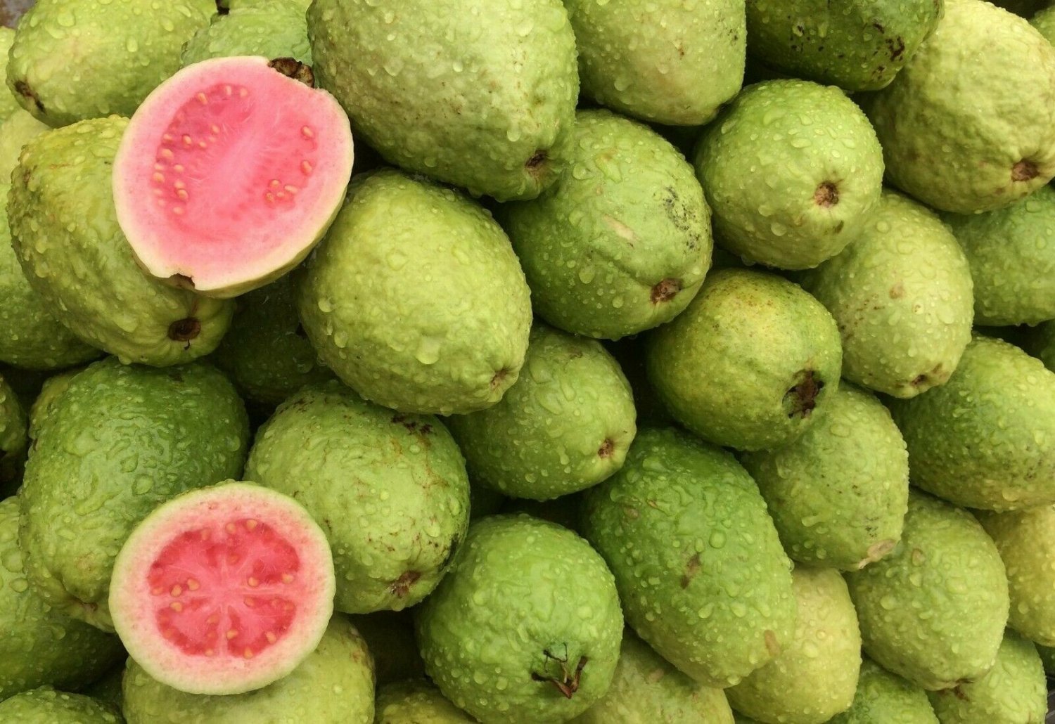 Guava Psidium guajava 200 Seeds
