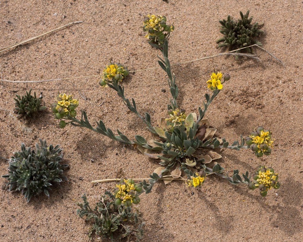 Gordon’s Bladderpod 20 Seeds Lesquerella gordonii