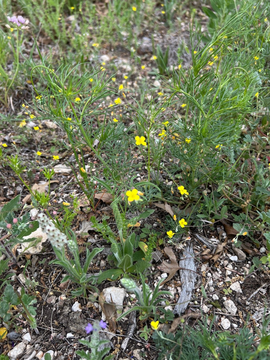 Gordon’s Bladderpod 20 Seeds Lesquerella gordonii