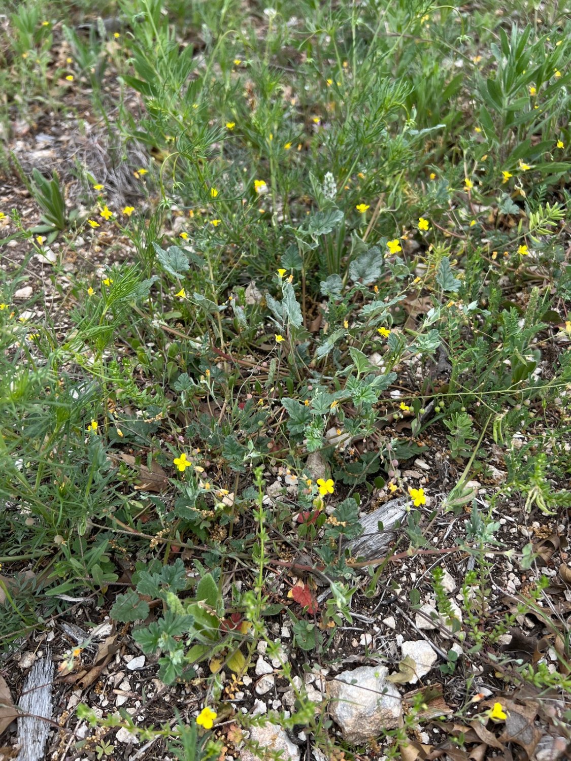 Gordon’s Bladderpod 20 Seeds Lesquerella gordonii