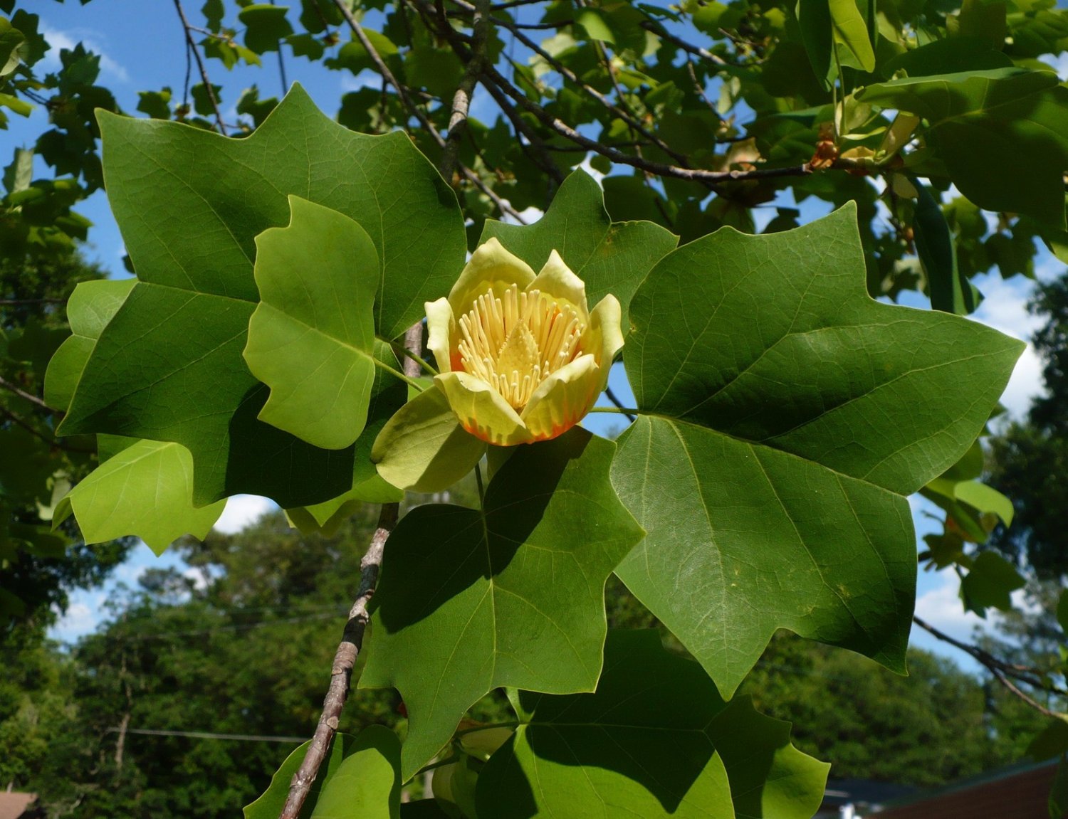 Tulip Tree 100 Seeds Liriodendron tulipifera