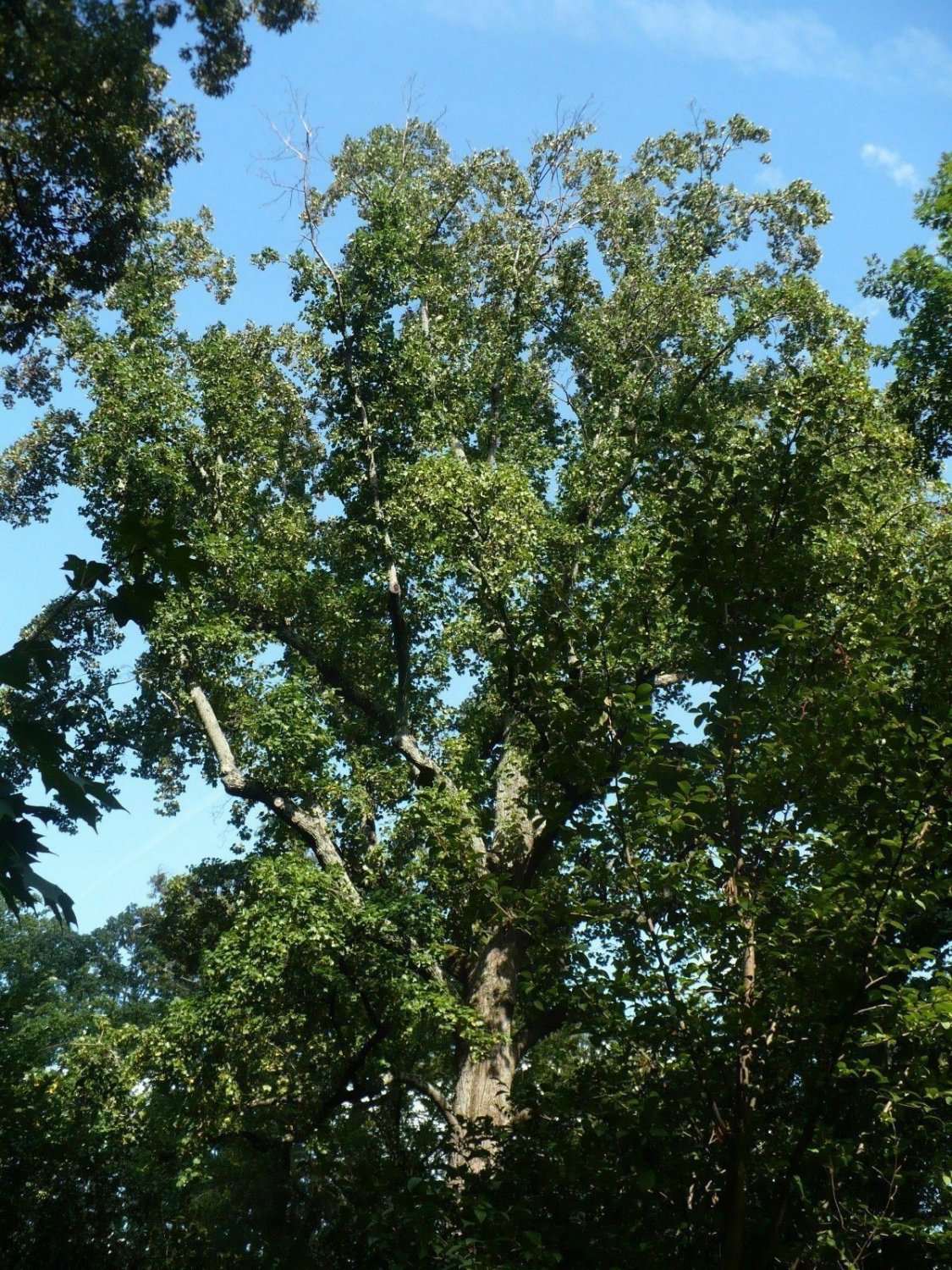 Tulip Tree 100 Seeds Liriodendron tulipifera