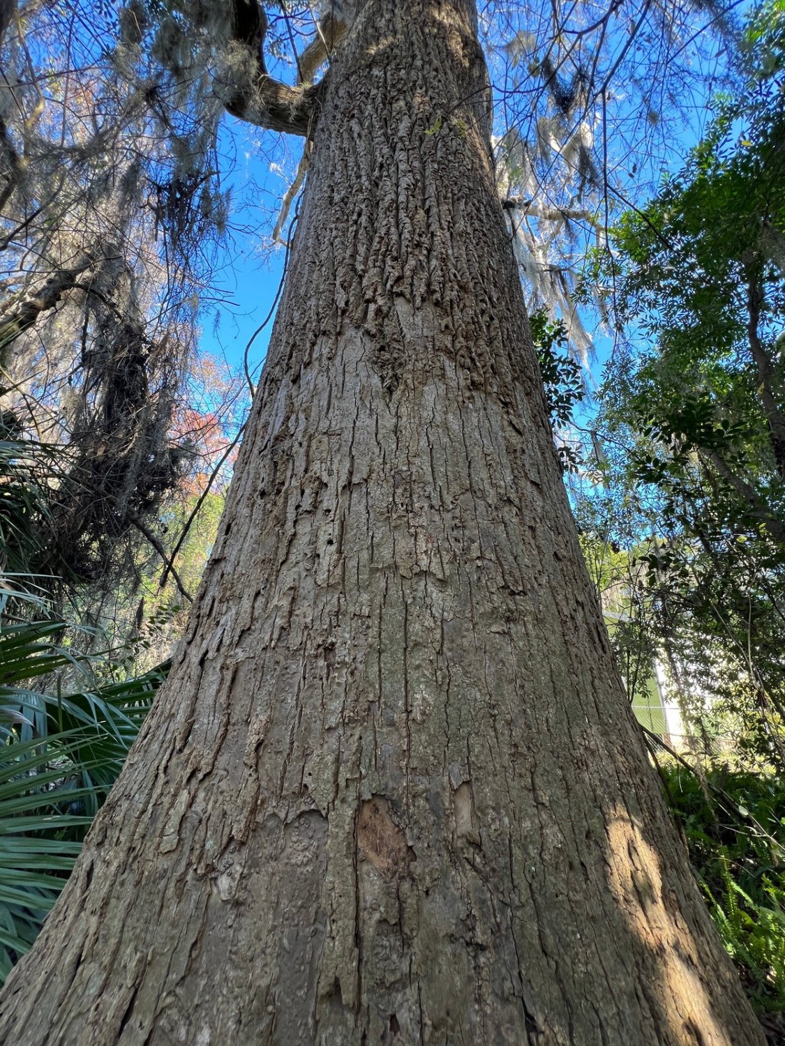Tulip Tree 100 Seeds Liriodendron tulipifera