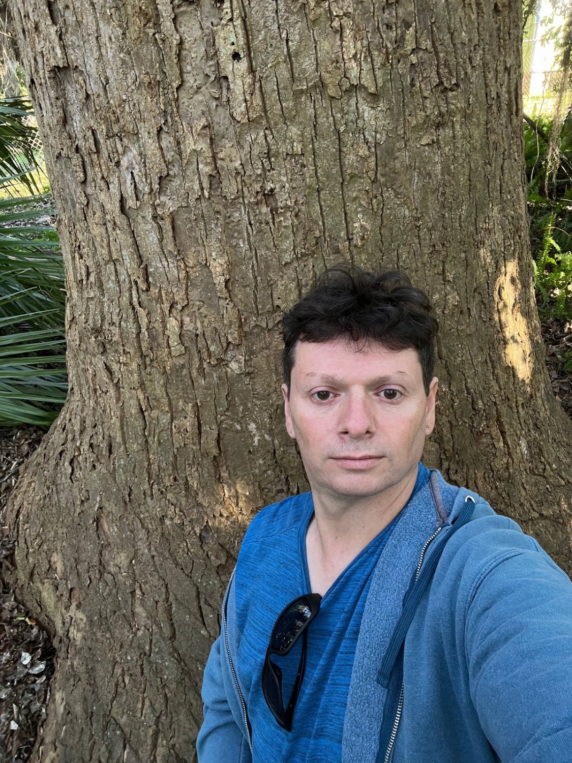 Tulip Tree 100 Seeds Liriodendron tulipifera